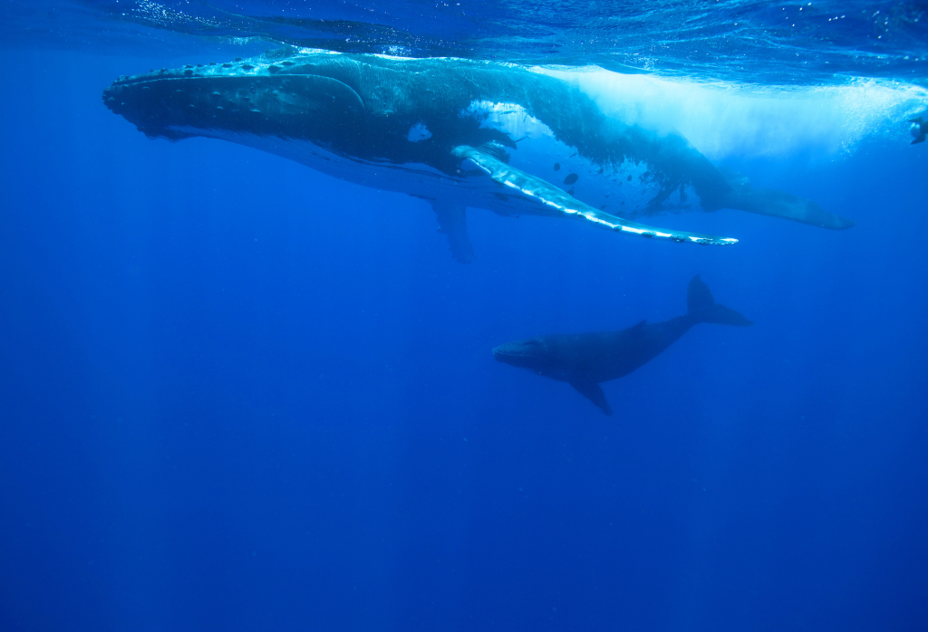 The World Ocean Day Streaming and Steam Sale is NOW LIVE